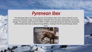 Castro - Extinction and Endangerment PPT (1).pptx