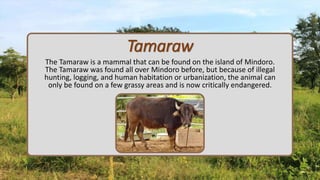 Castro - Extinction and Endangerment PPT (1).pptx