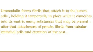Casts in urine - Routine | PDF