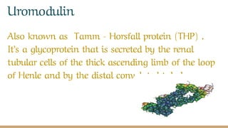 Casts in urine - Routine | PDF