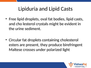 Casts in Urine Analysis nephrology .pptx | Medical Tests | Medical Health