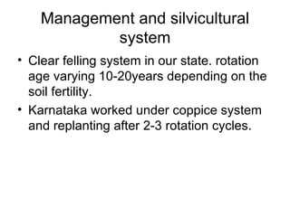 Casurina equisetifolia | PPT