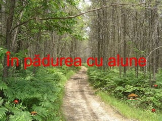 Casuta Din Padure | PPS