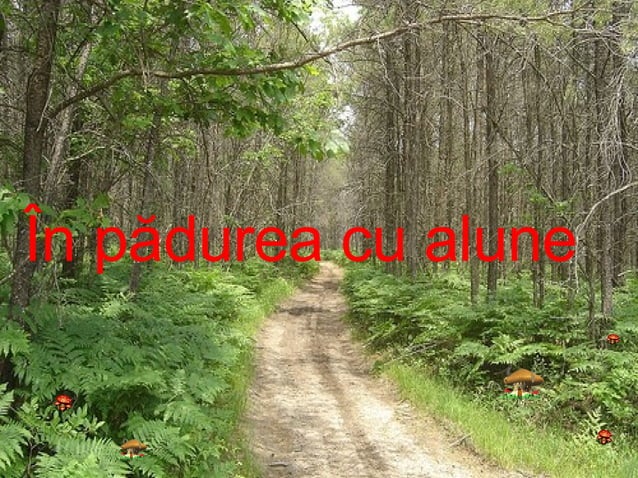 Casuta Din Padure | PPS