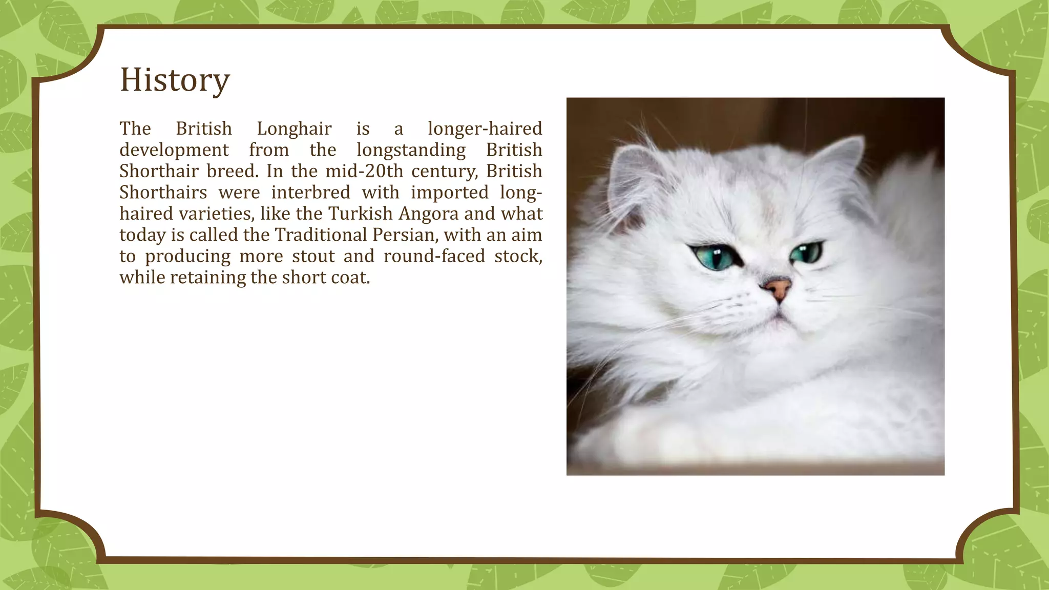 Cat Breeds | PPTX | Cats | Pets