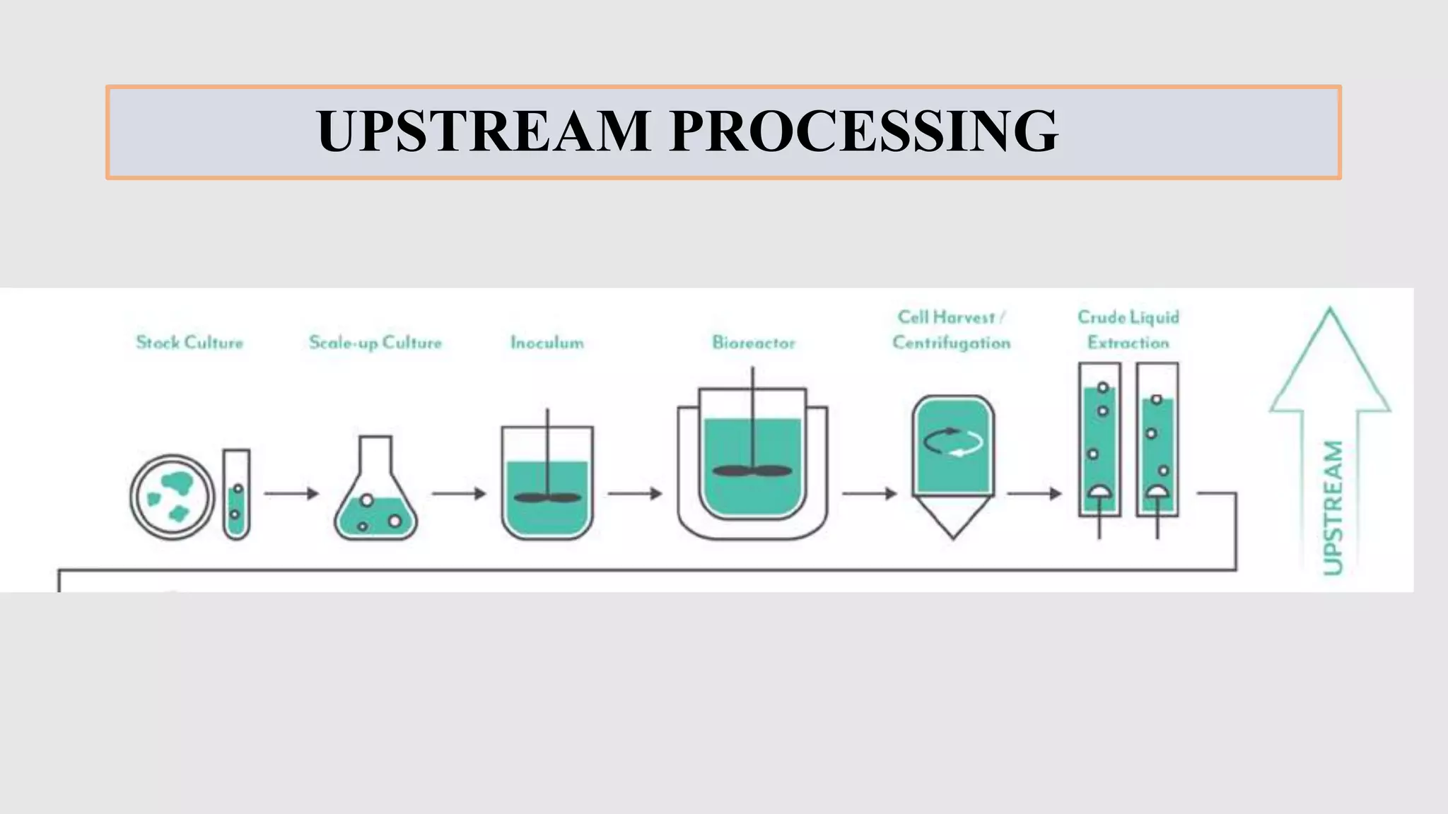 Industrial production of recombinant Erythropoietin | PPTX