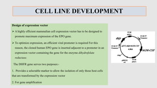 Industrial production of recombinant Erythropoietin | PPTX
