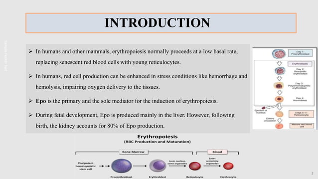 Industrial production of recombinant Erythropoietin | PPTX