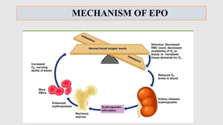 Industrial production of recombinant Erythropoietin | PPTX