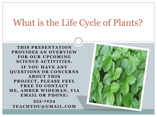 Cat 250 newsletter | PPTX