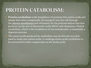 Catabolism | PPTX