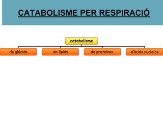 Catabolisme | PPTX