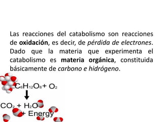 Catabolismo | PPTX