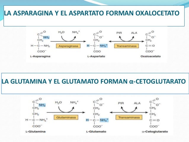 Catabolismo del esqueleto de carbono de aminoácidos