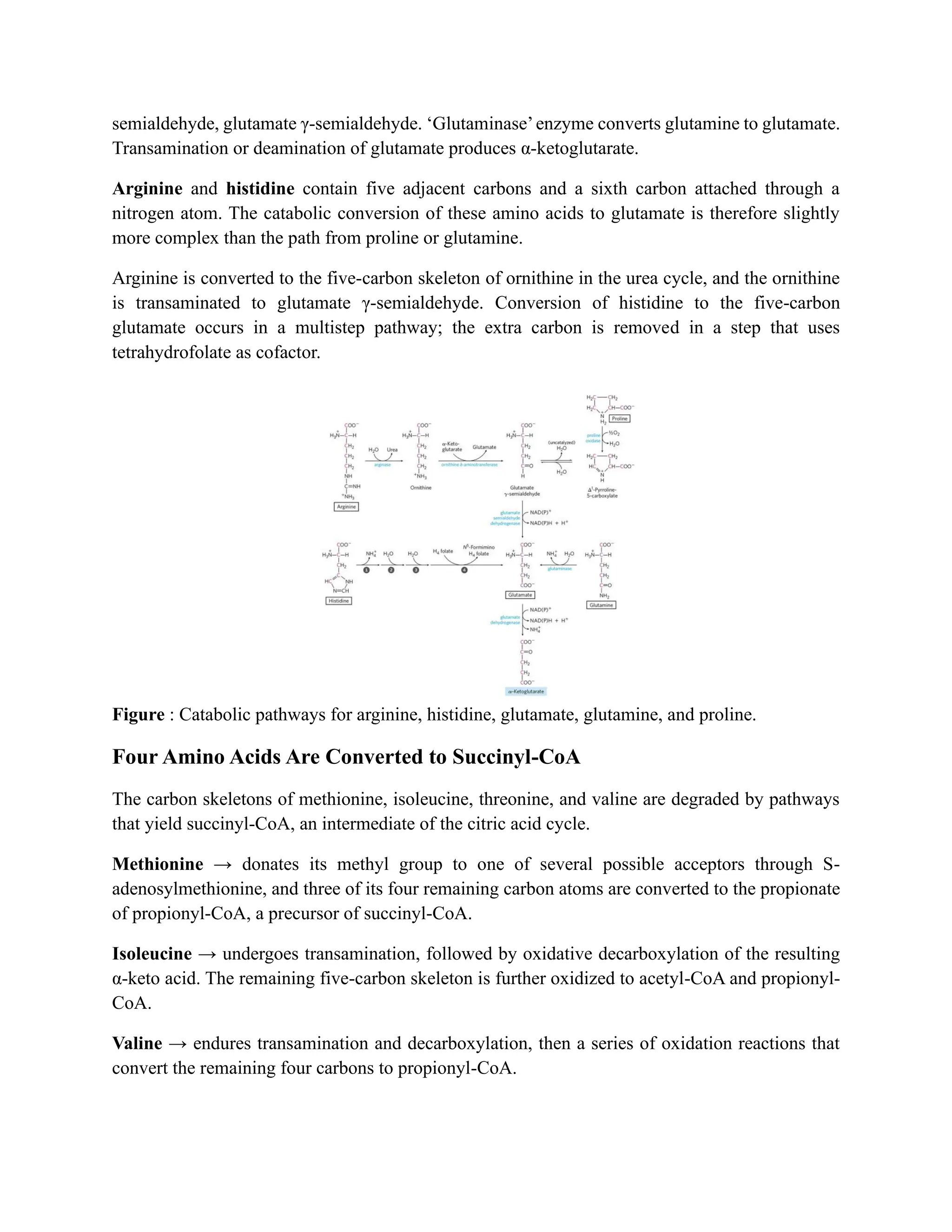 Catabolism of 20 Amino Acid Pathways.pdf