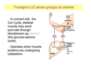 Catabolism of Amino Acids.ppt degradation of aminoacids | PPT