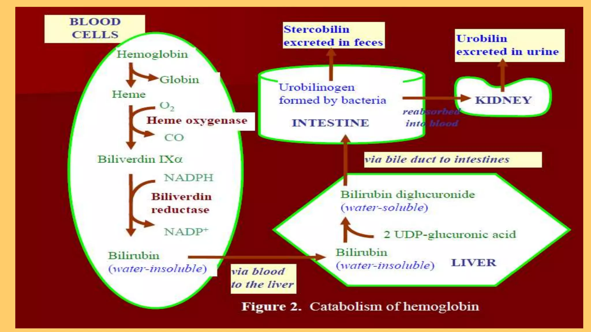 Catabolism of haem and jaundice | PPTX