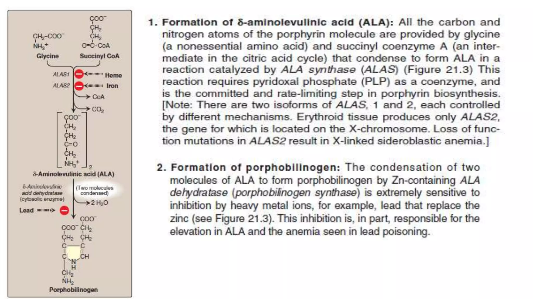 Catabolism of haem and jaundice | PPTX