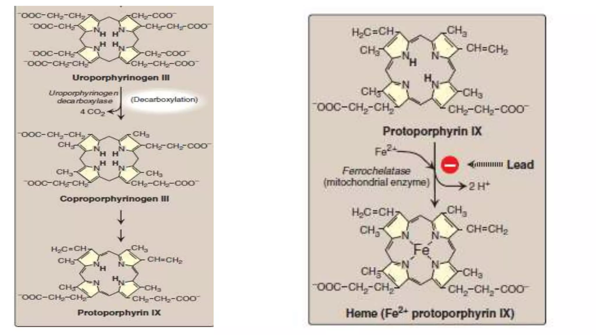 Catabolism of haem and jaundice | PPTX