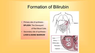 Catabolism of haem and jaundice | PPTX