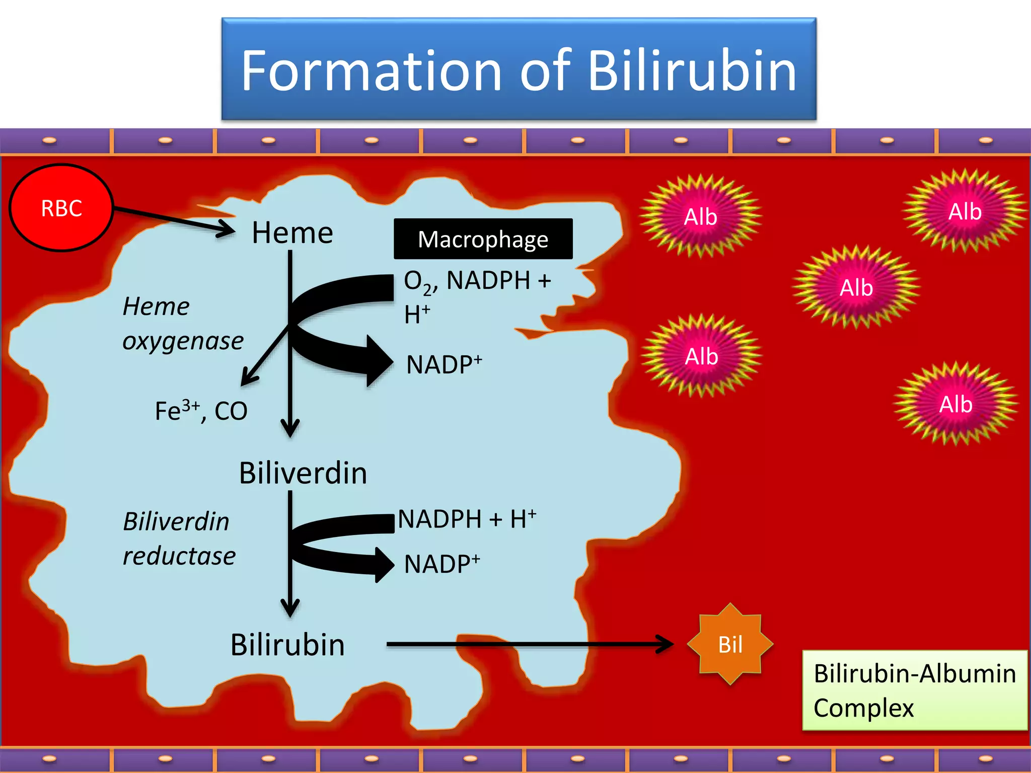 Catabolism of heme | PPTX