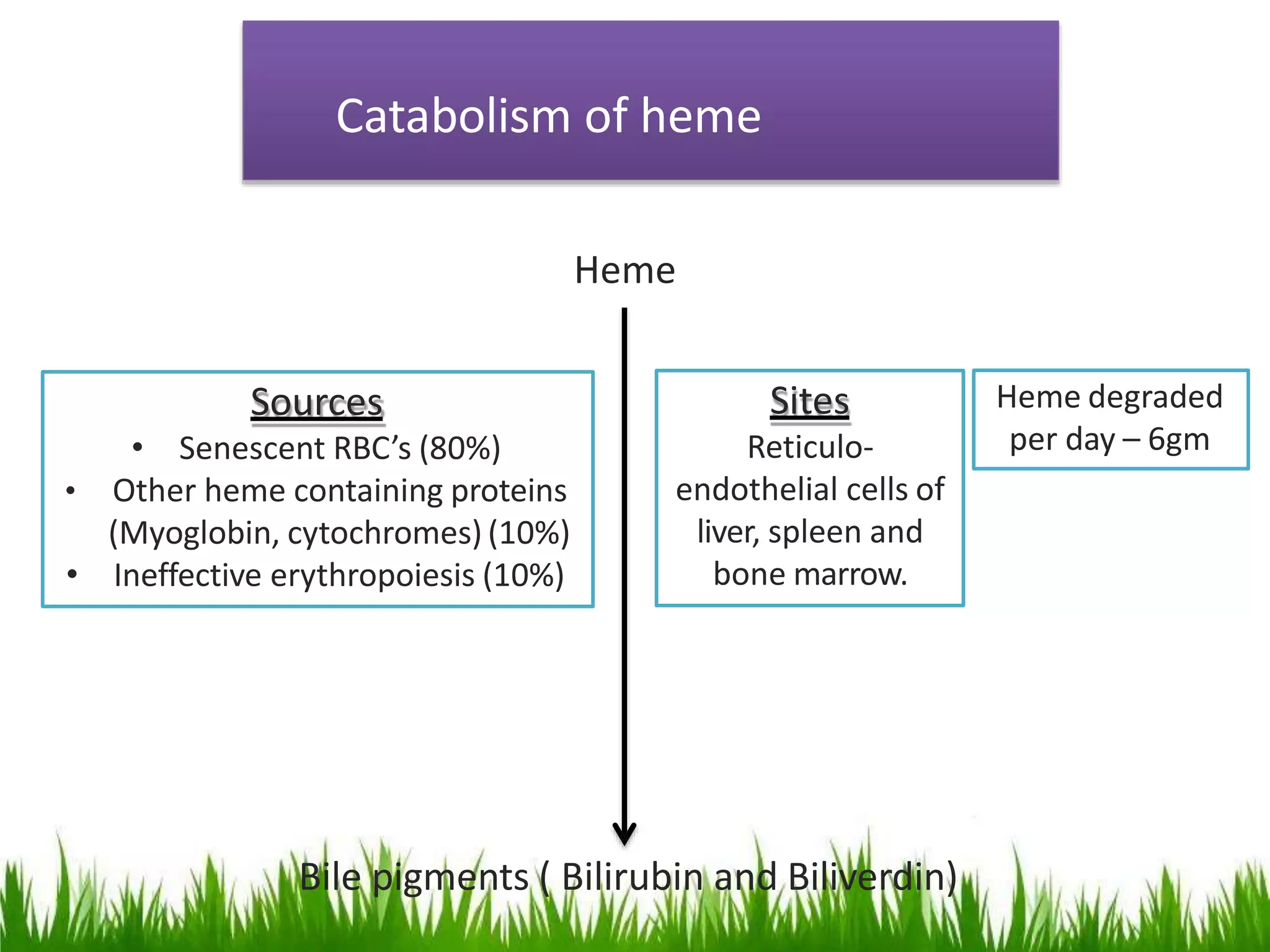 Catabolism of heme | PPTX