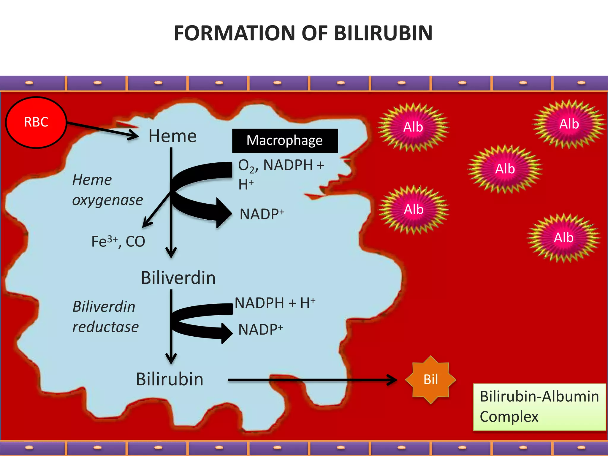 Catabolism of heme | PPTX