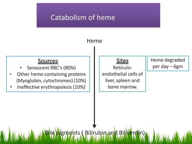 Catabolism of heme | PPTX