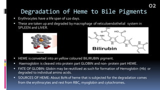 catabolism of heme.pdf