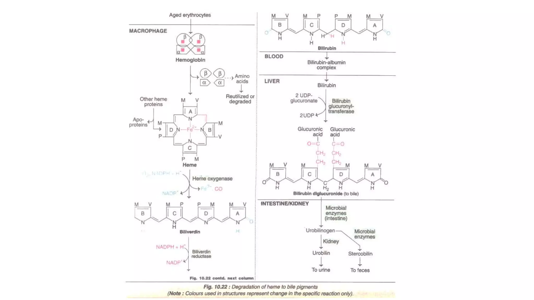 Catabolism of heme.pptx