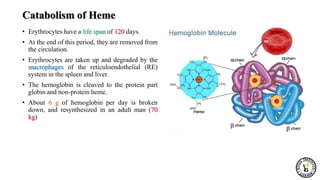Catabolism of heme.pptx