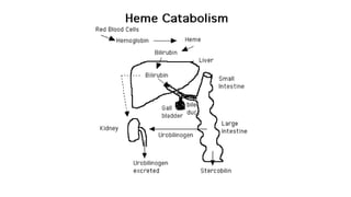 Catabolism of heme.pptx
