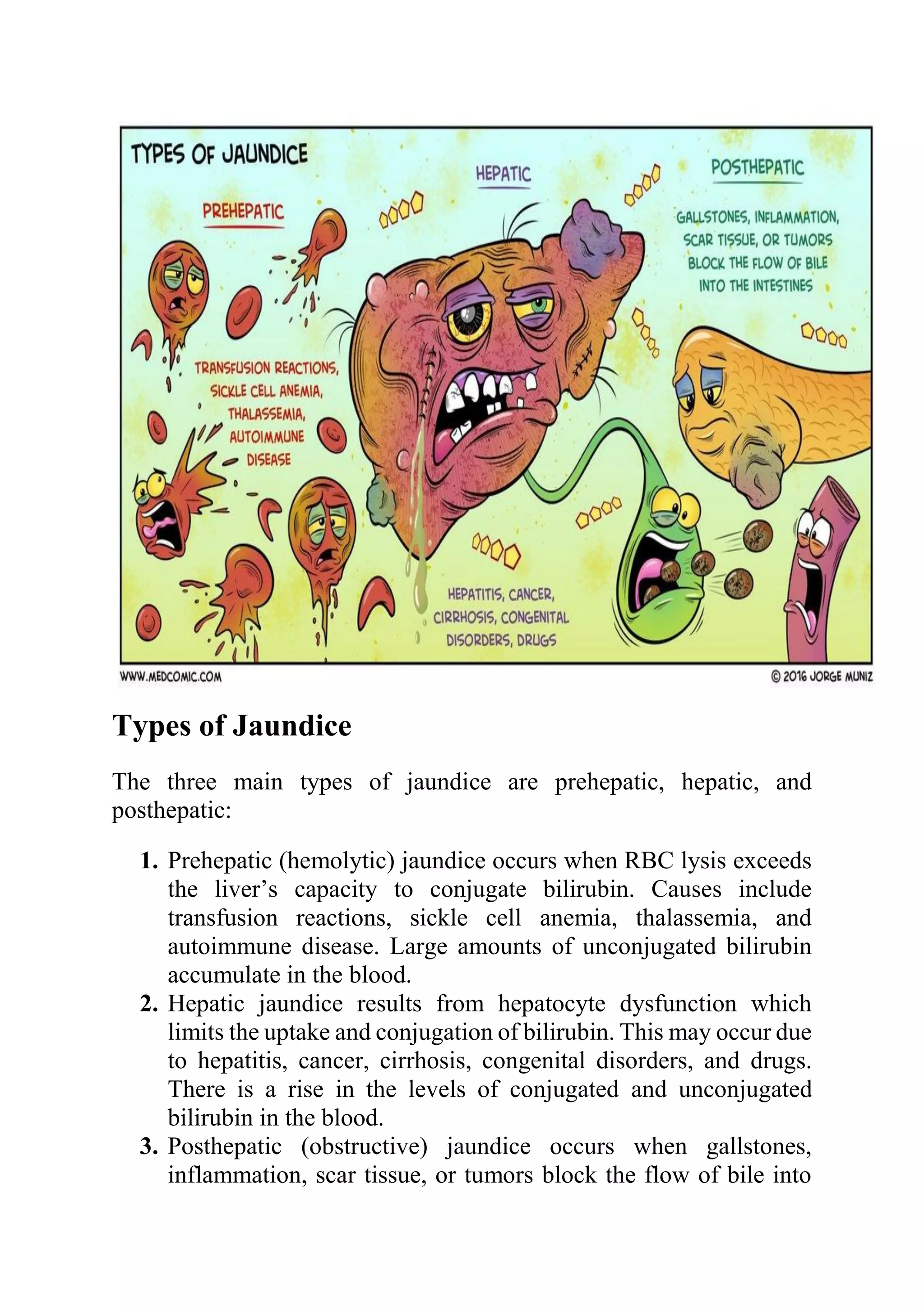 Catabolism of Heme and jaundice by BNP.pdf