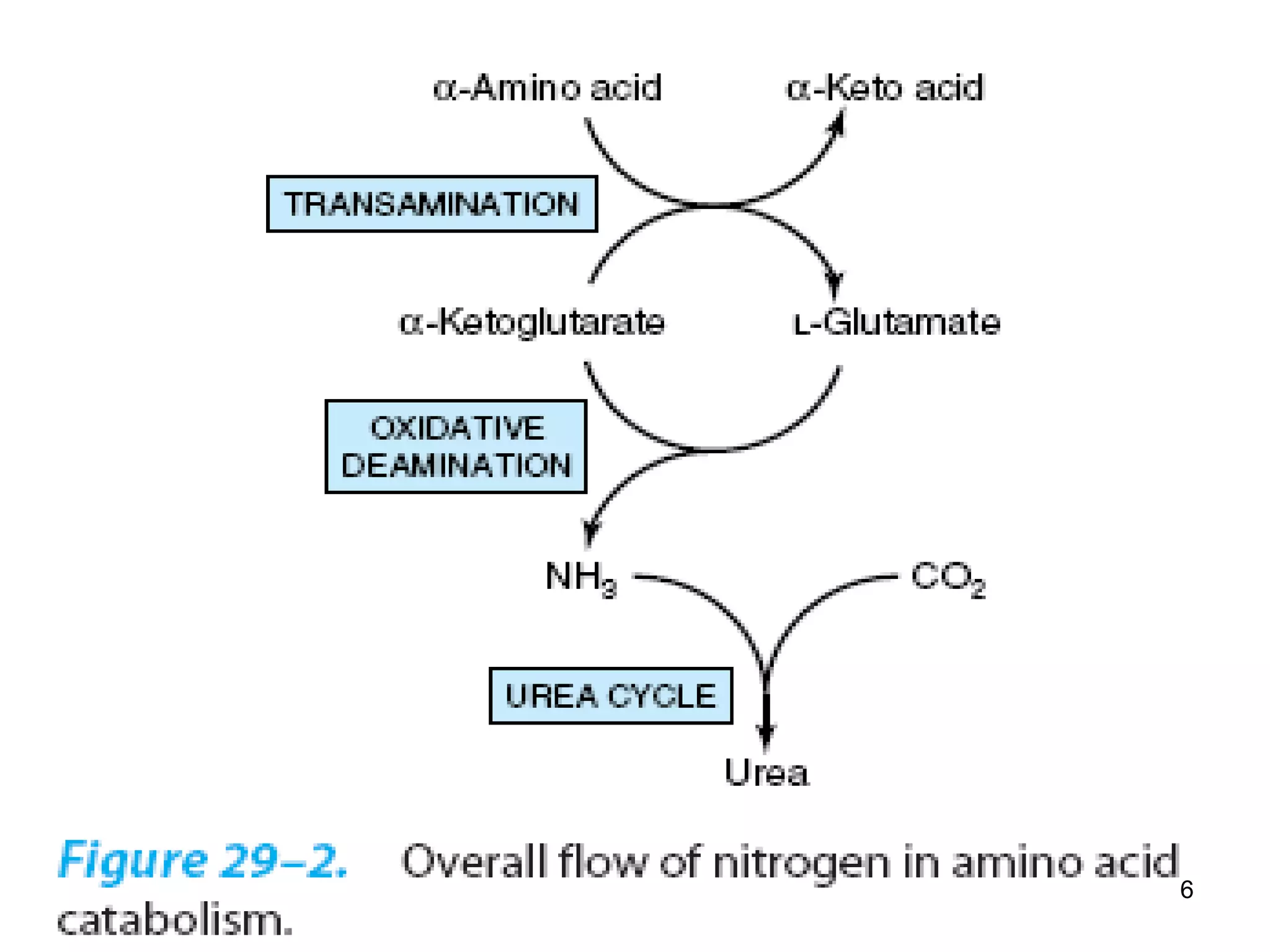 Catabolism of proteins and amino acids | PPT