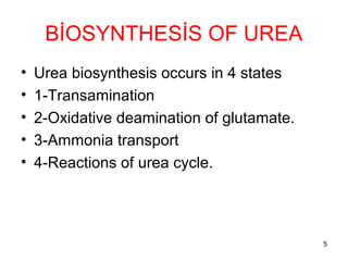 Catabolism of proteins and amino acids | PPT