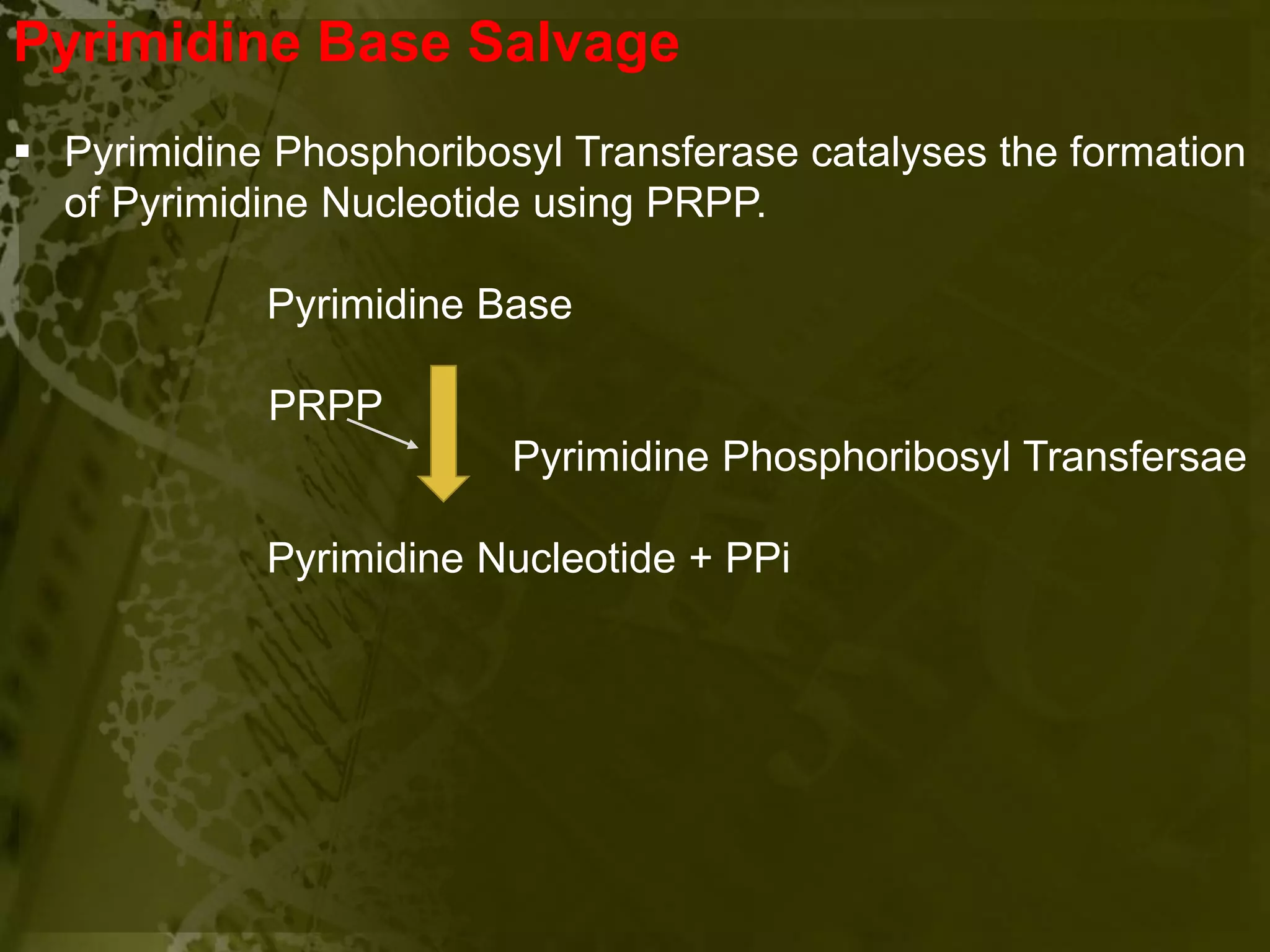 Catabolism of purine and pyrimidine synthesis | PPTX