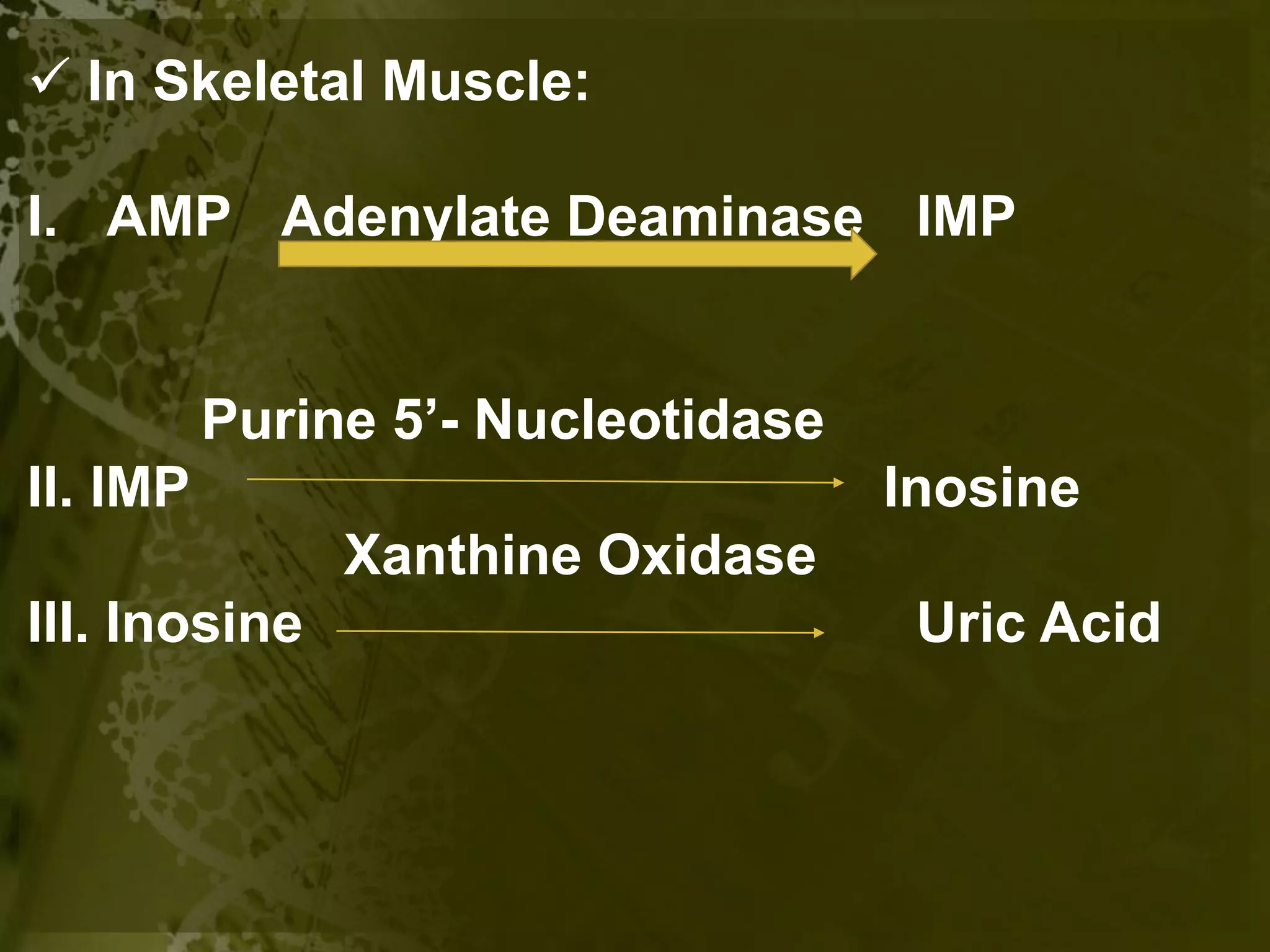 Catabolism of purine and pyrimidine synthesis | PPTX