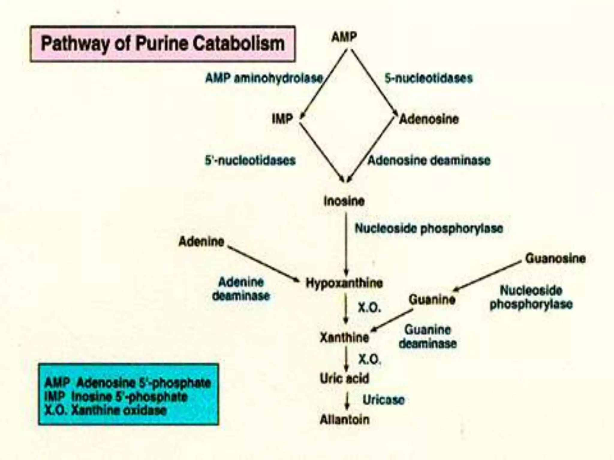 Catabolism of purine and pyrimidine synthesis | PPTX