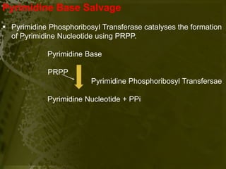 Catabolism of purine and pyrimidine synthesis | PPTX