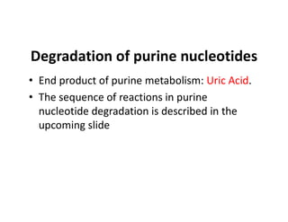 Catabolism of Purine Nucleotides | Hyperuricemia | Gout | PDF