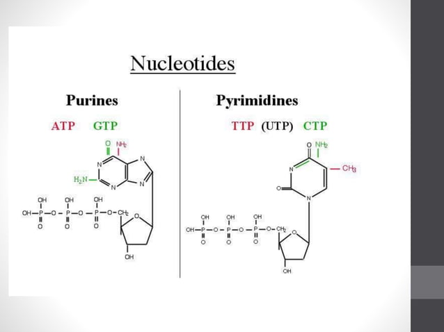 Catabolism of pyrimidine nucleotides | PPTX | Chemistry | Science