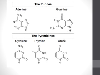 Pyrimidine Nucleotide Structure