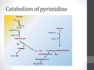 Pyrimidine Degradation