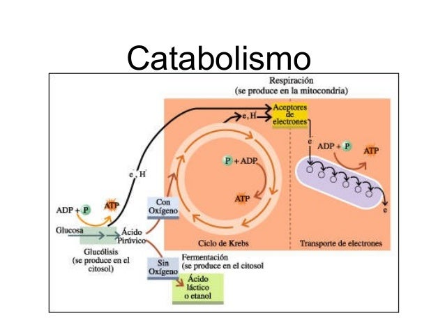 Catabolismo i