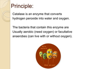 Catalase | PPTX | Chemistry | Science