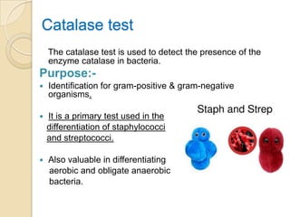 Catalase | PPTX