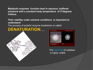 Catalase lab sj | PPT