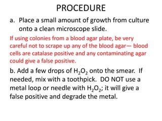 Catalase Test