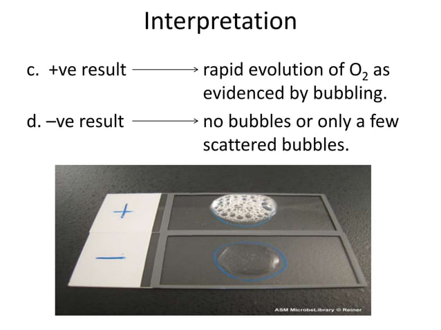 Catalase test | PPT
