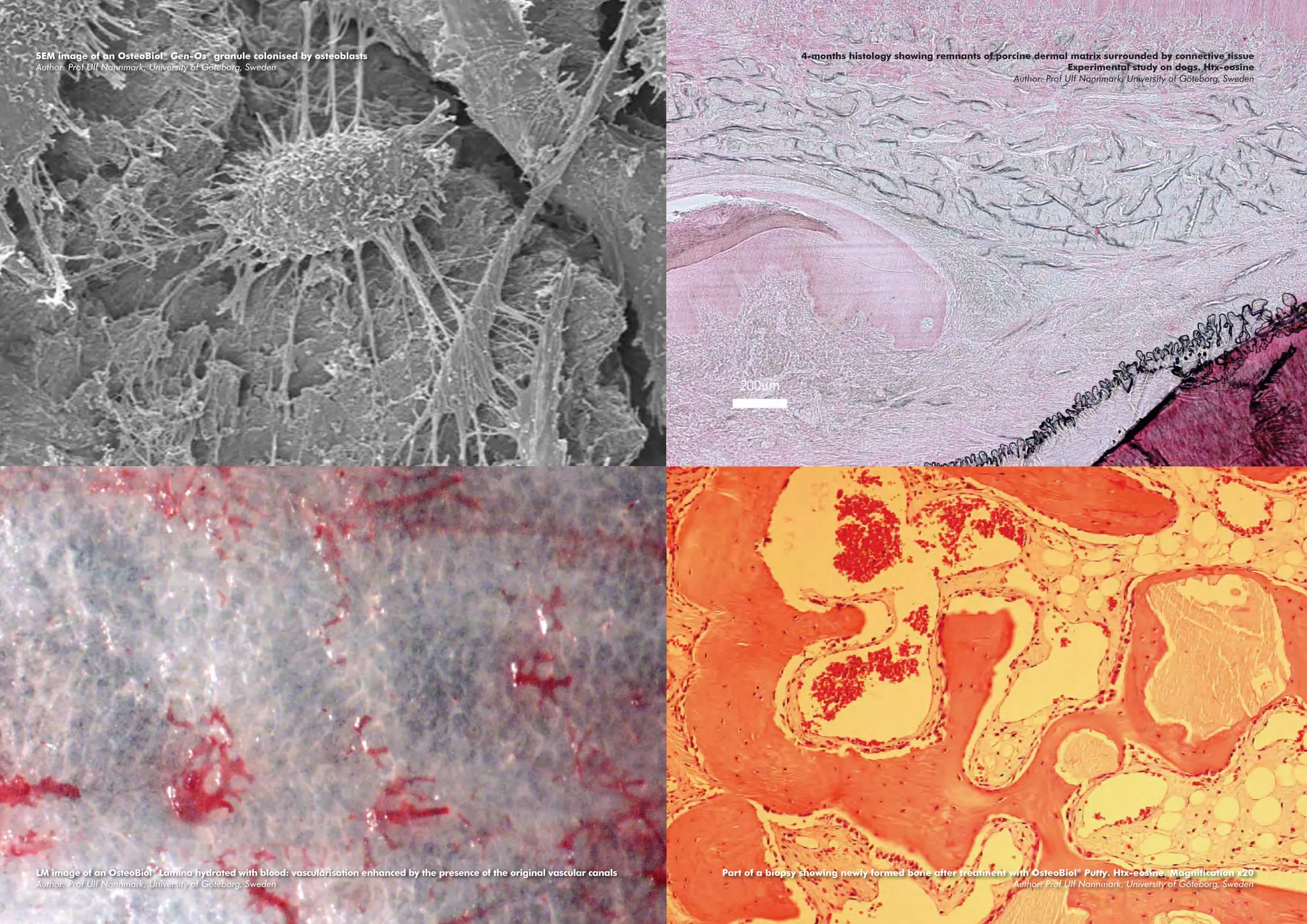 Catalog Osteobiol 2020 EN | PDF